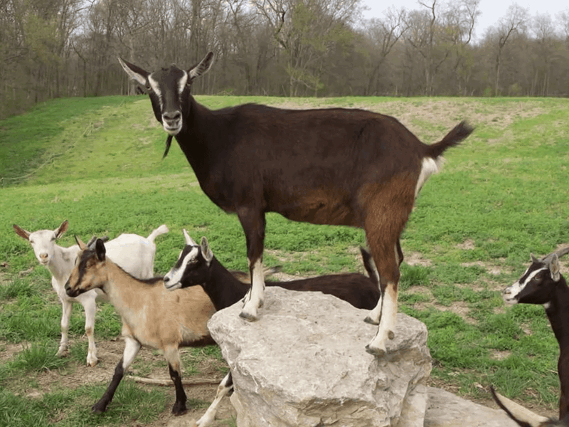 Videos Hobby Farm Guys